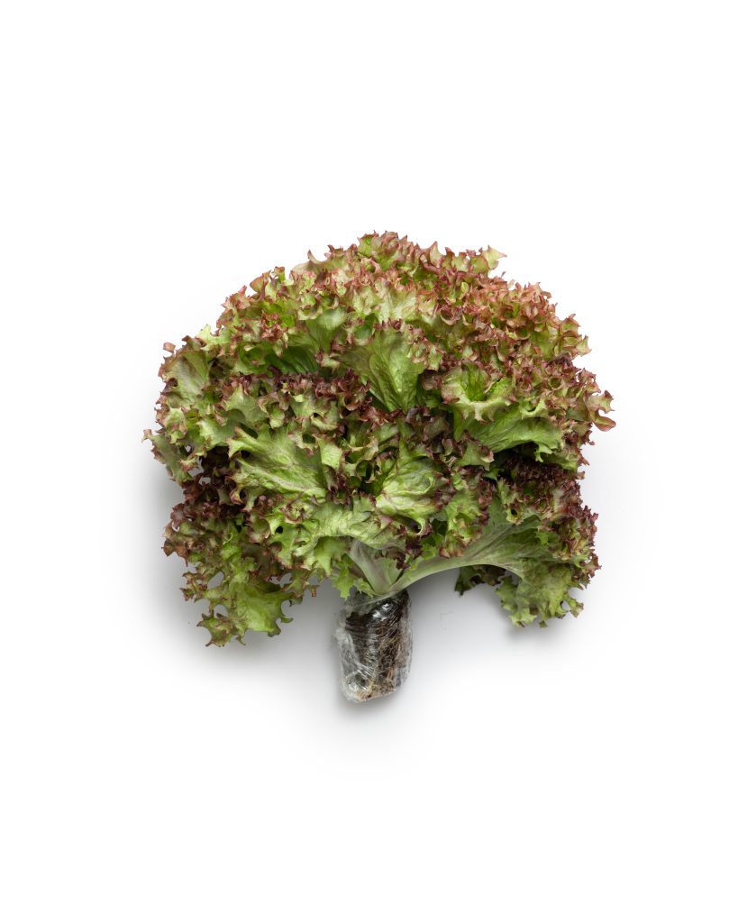 Red Lollo Lettuce - Dalat GAP